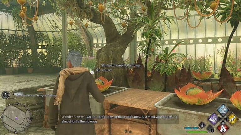 Where to Get Chinese Chomping Cabbage in Hogwarts Legacy