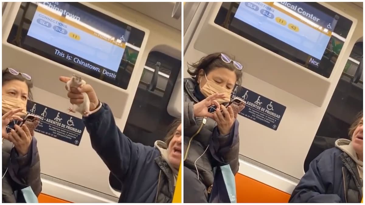 Boston Man, aka Orange Line Rat Guy, Harasses Subway Riders While Wielding a Rodent: 'Welcome to ...